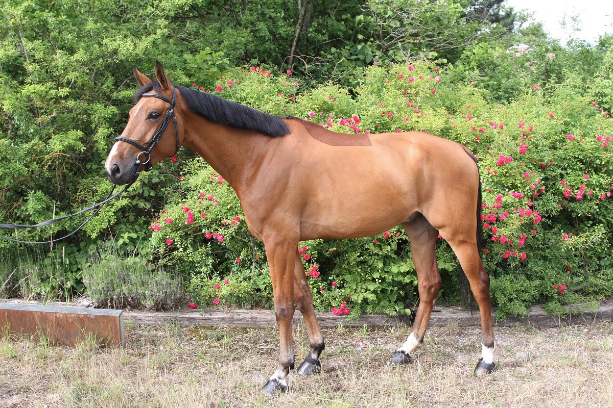 Harley Lerchenberg - Cheval de CSO à vendre | Haras du Lerchenberg